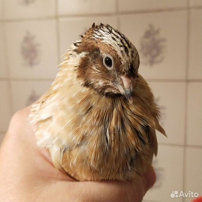 Перепел домашний