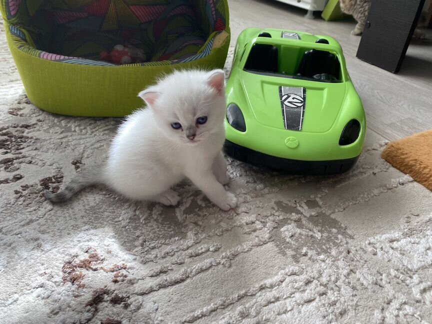 Чудесные котята породы серебристая шиншилла пойнт