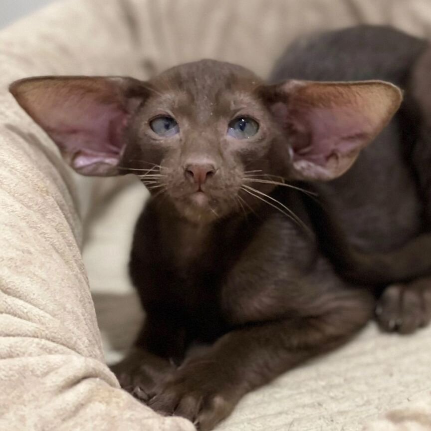 Ориентальные котята экстрим и современные