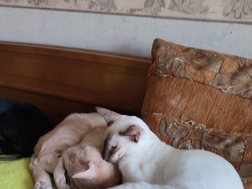 Девочка подросток сиа ори