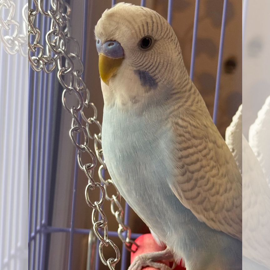 Волнистый попугай