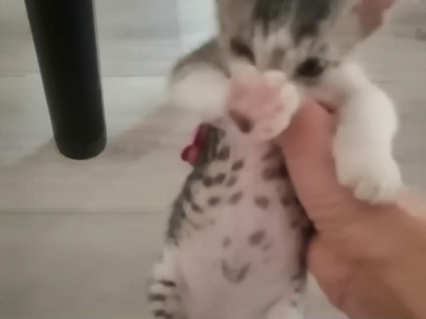 Канадский сфинкс кошка