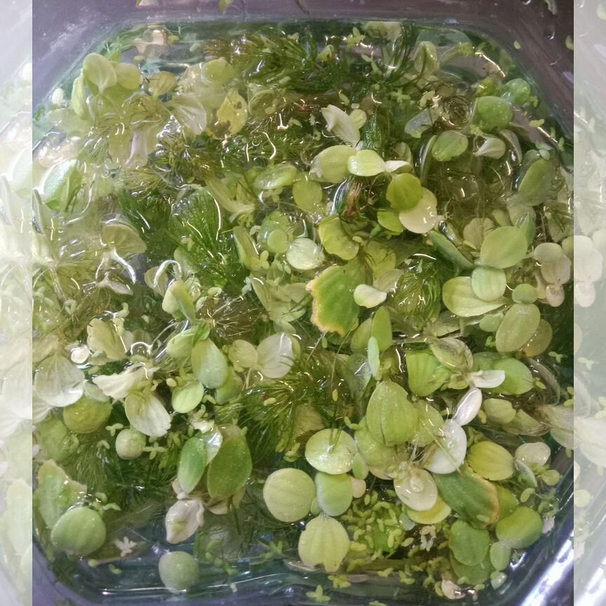 Аквариумное растение пистия