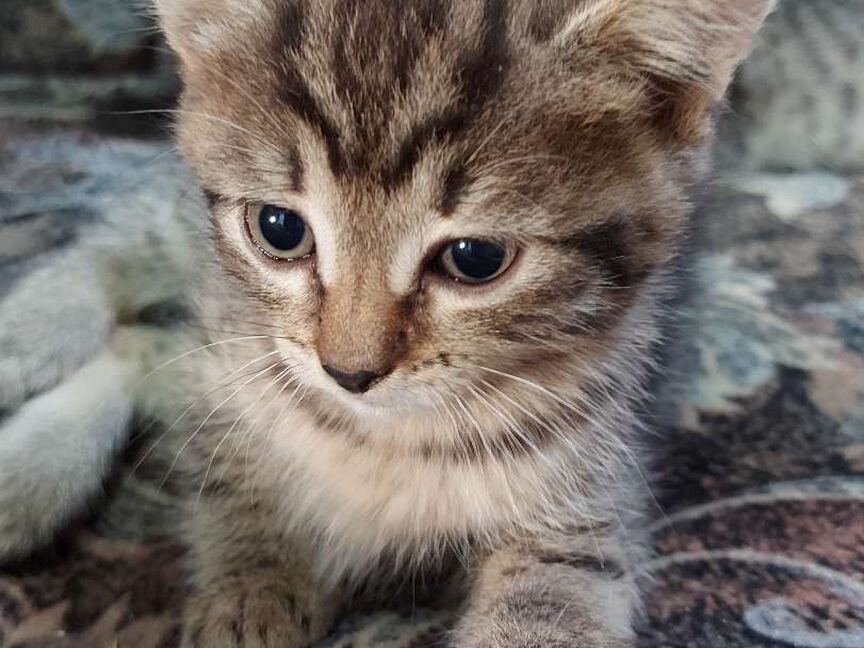 Котята от мышеловки