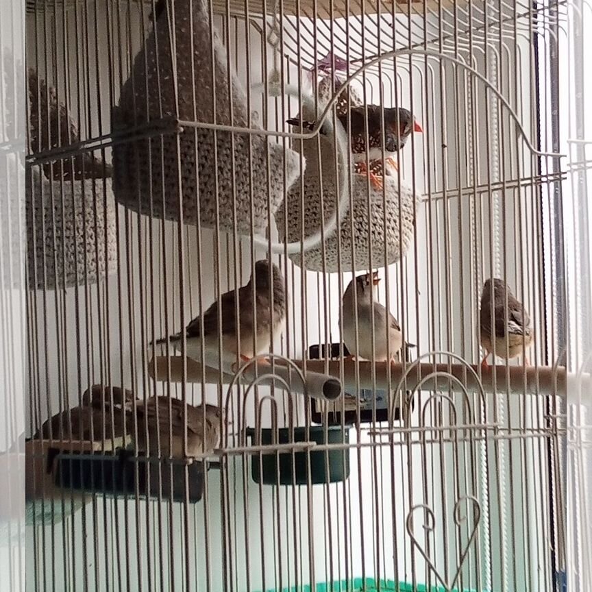 Амадины птички