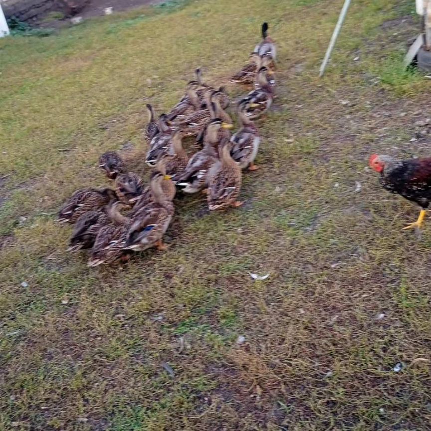 Подсадные утки