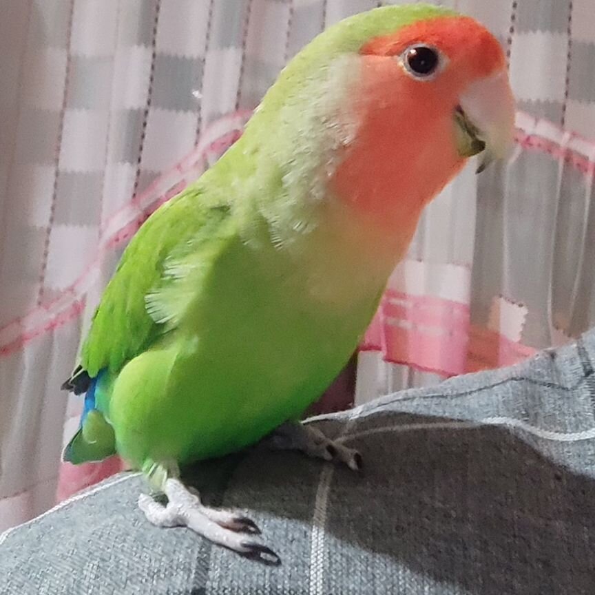 Попугай неразлучник мальчик