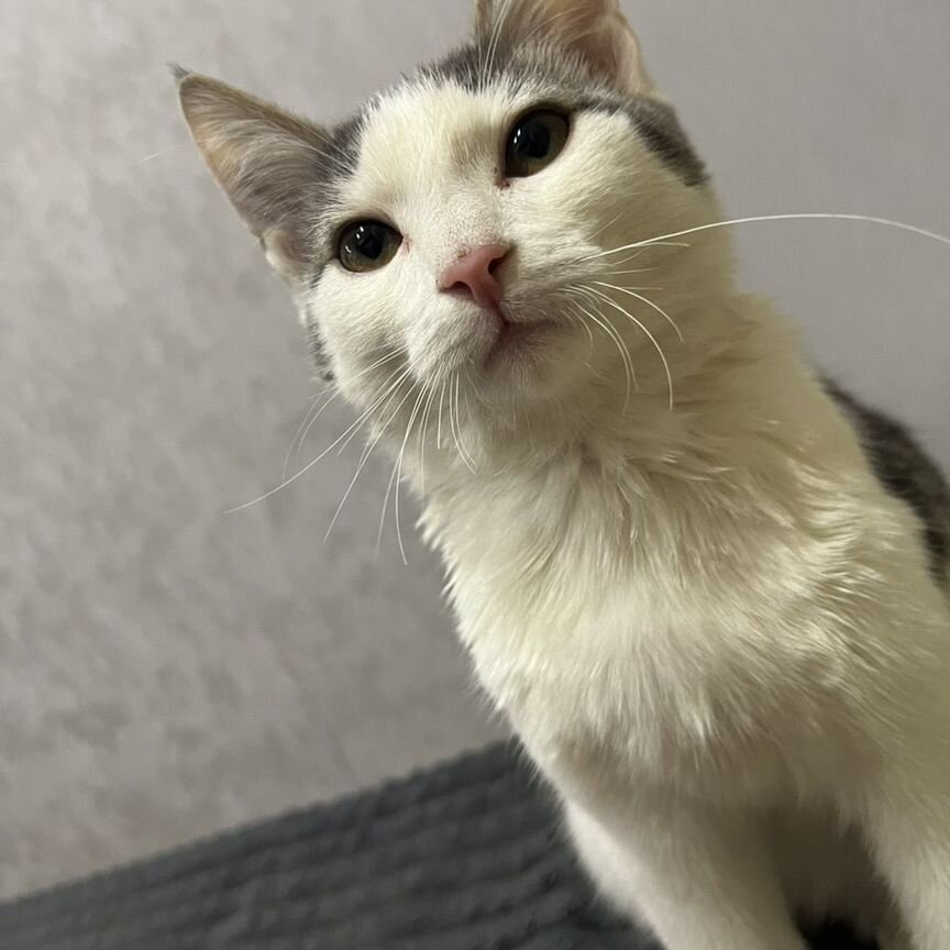 Отдам котенка в добрые руки