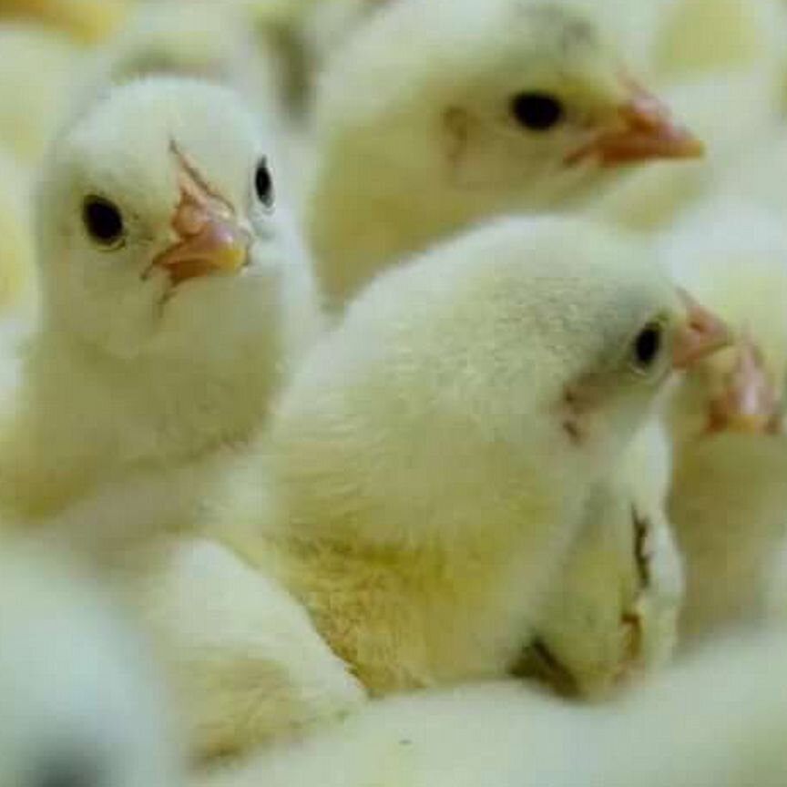 Цыплята бройлеры