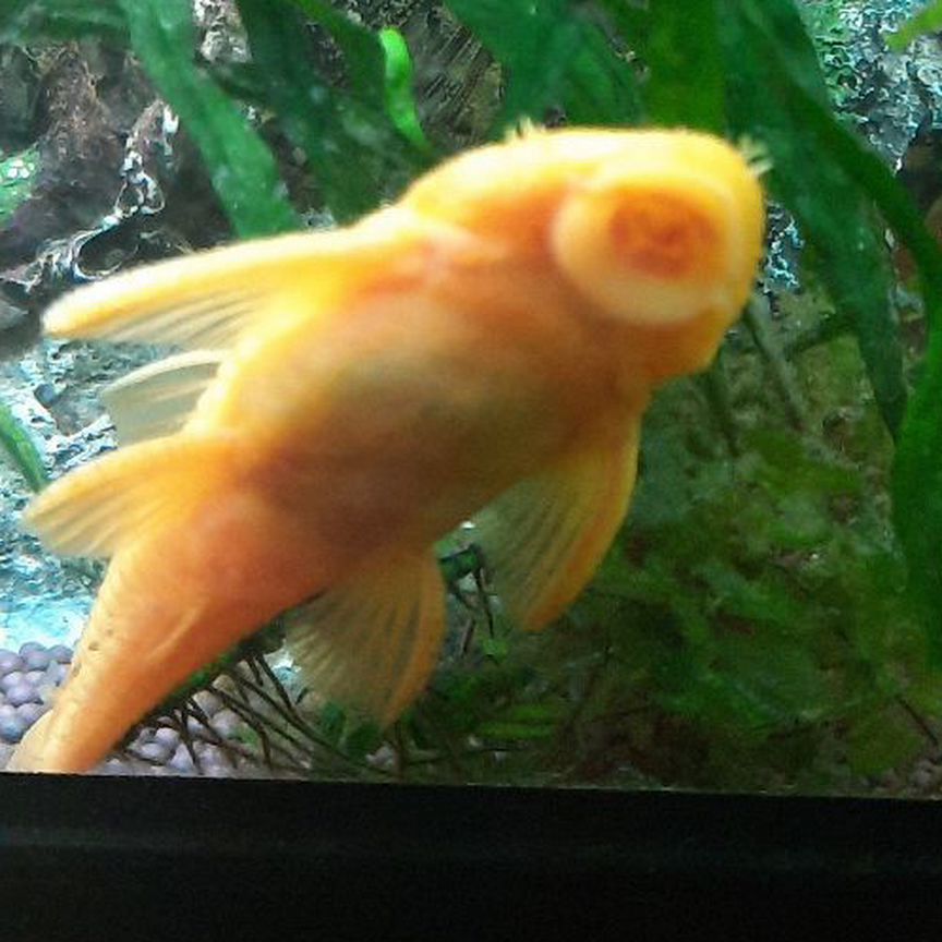 Аквариумные рыбки