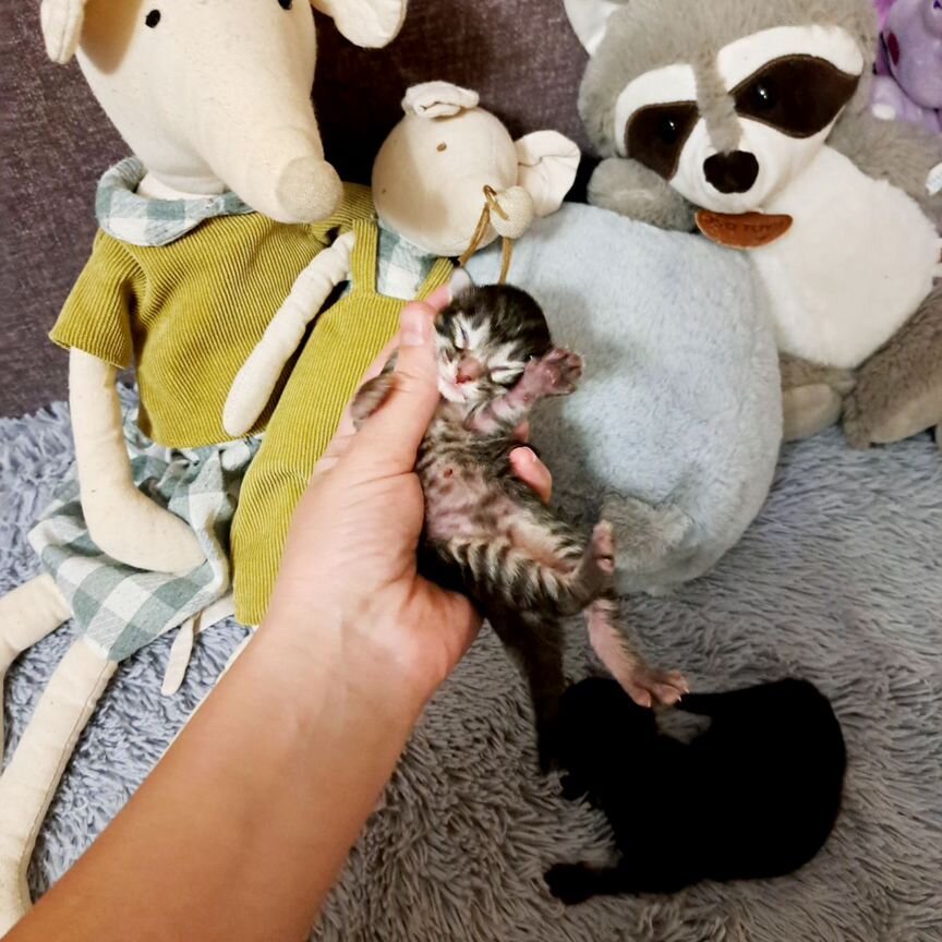 Котята мейн-кун