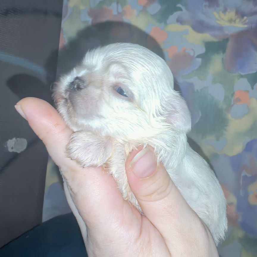 Шикарные мальчики