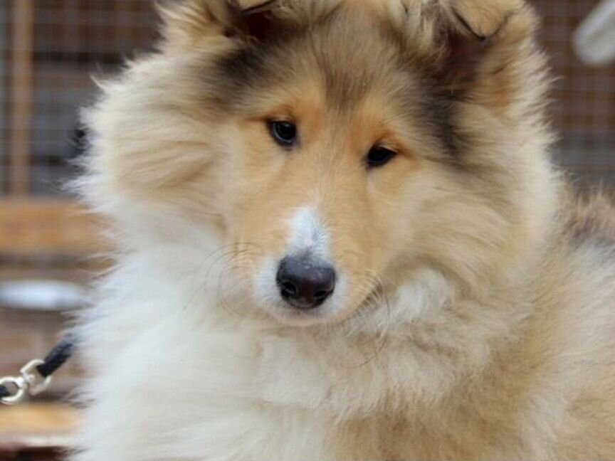 Колли