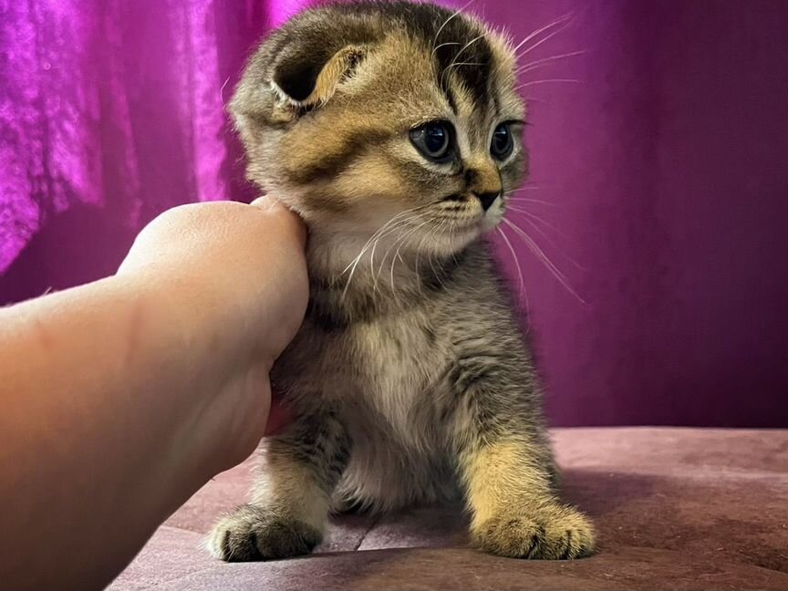 Котята золотые шиншиллы, вислоухие и прямоухие