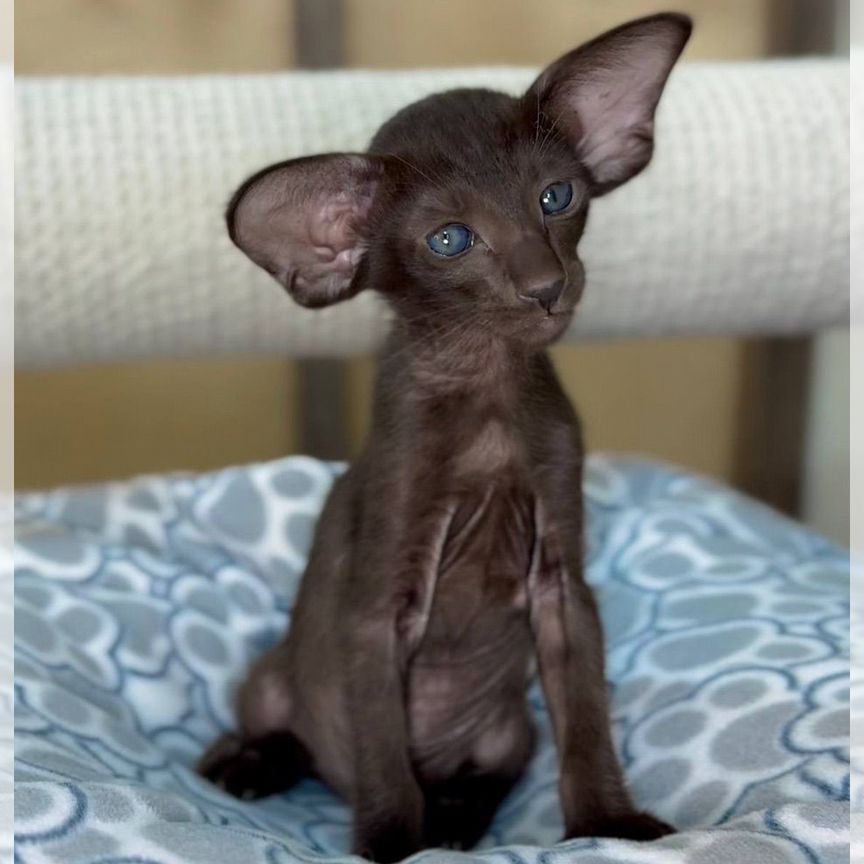 Ориентальный котёнок