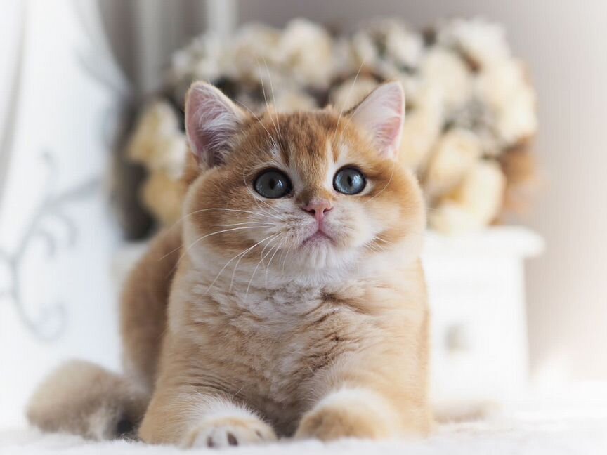 Британские котятята