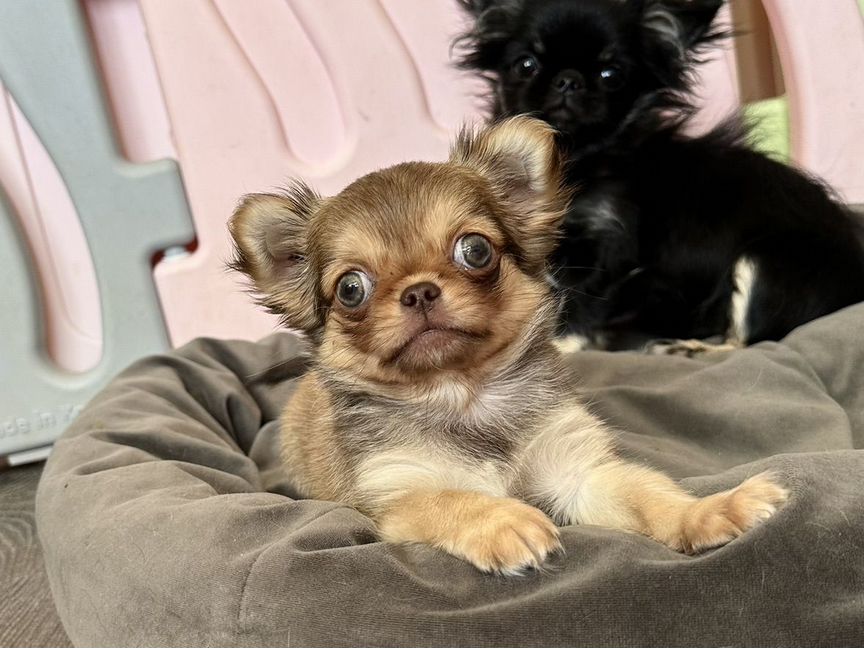 Чихуахуа мальчик рыжик