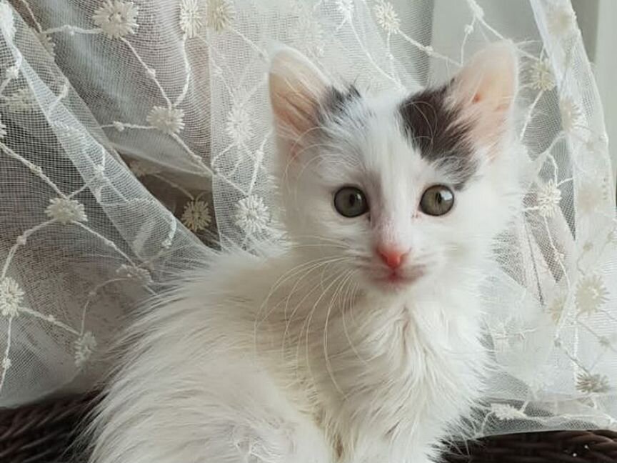 Красивые котята в дар
