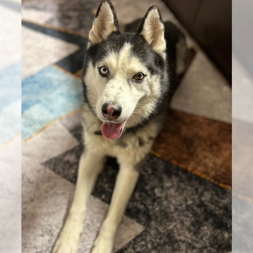 Сибирский хаски