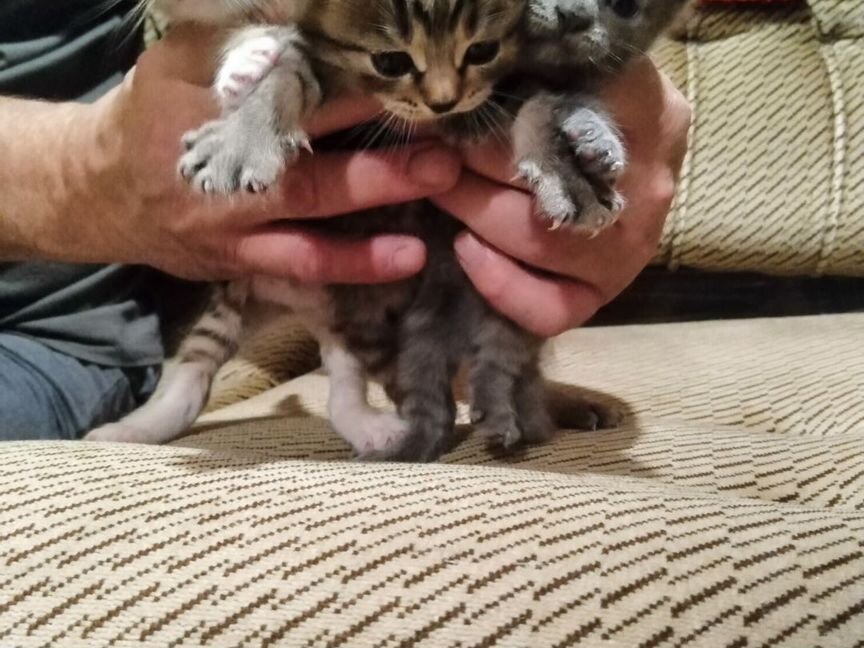 Британские котята