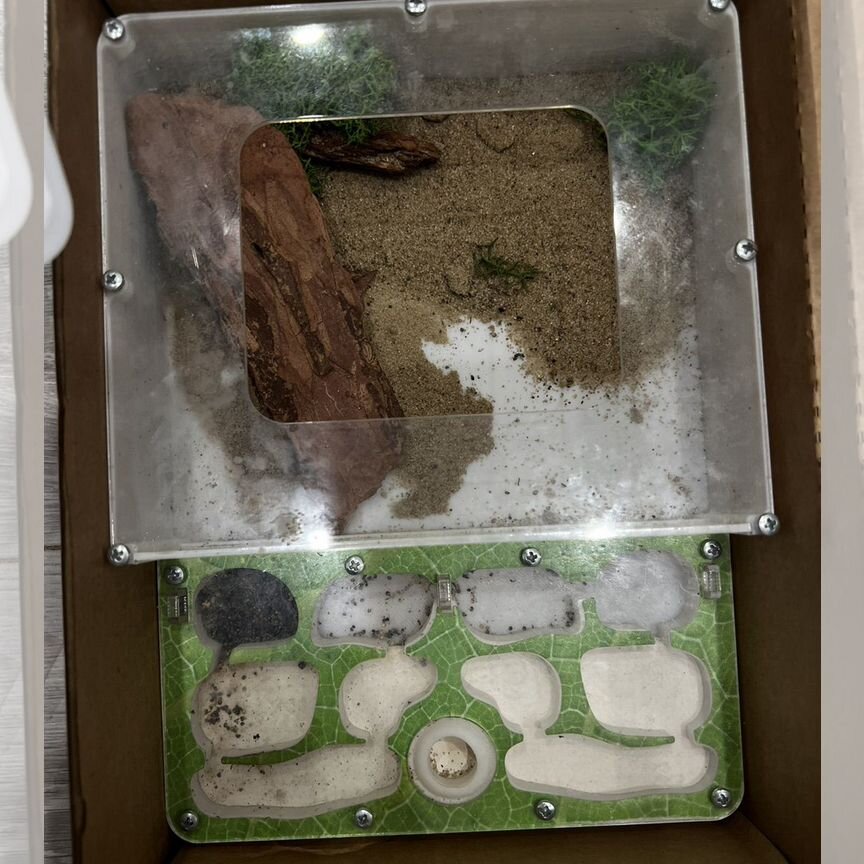 Муравьиная ферма большая