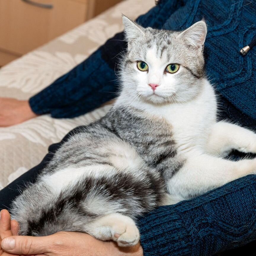 Котик Бася в добрые руки
