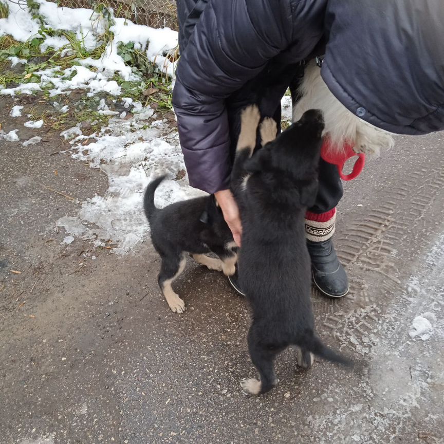 Кутята в добрые руки