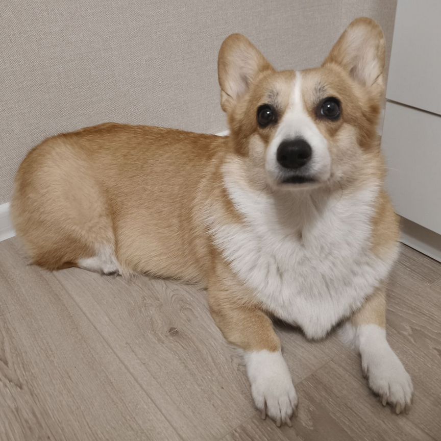 Вельш Корги Пемброк, взрослая собака