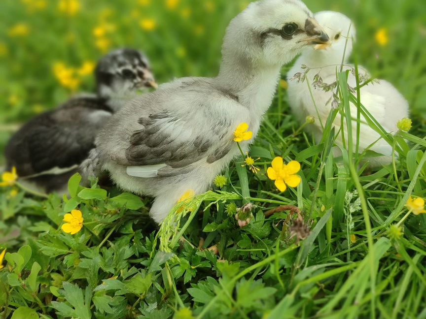 Инкубационное яйцо гергебильских кур
