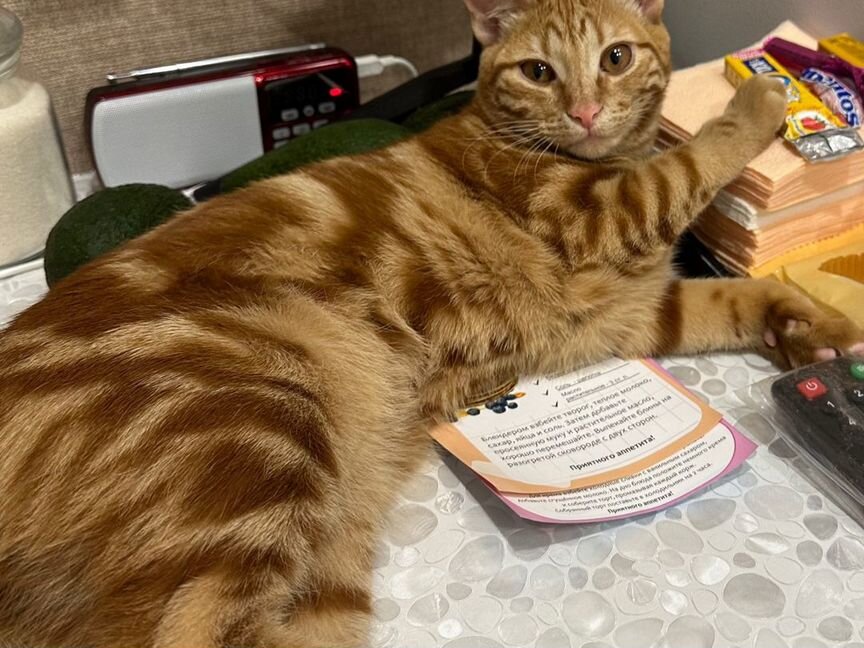 Потерялась кошечка Соня