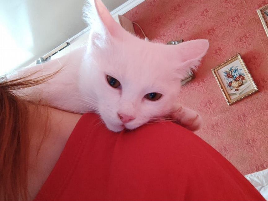 Кошка в надёжные руки