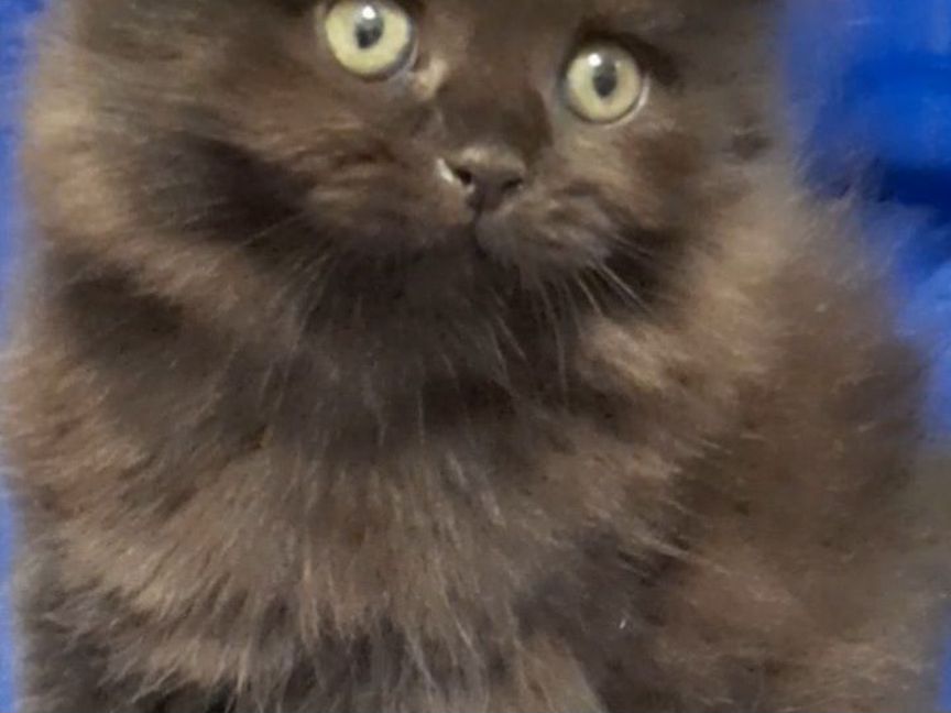 Шотландский вислоухий котенок