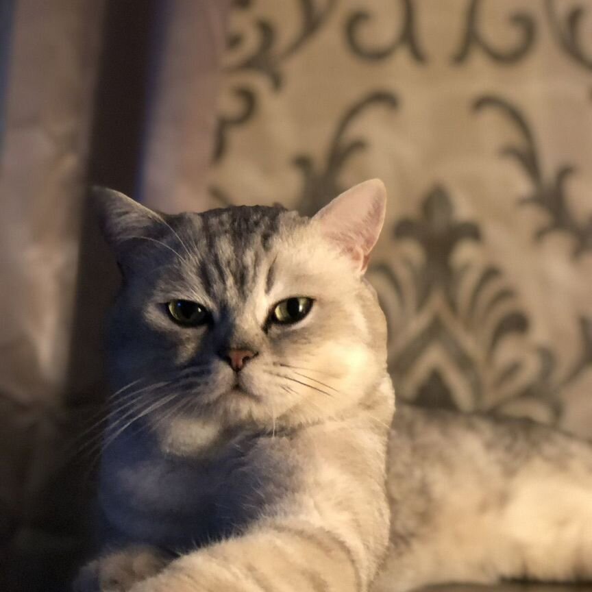 Шотландский прямоухий кот в добрые руки