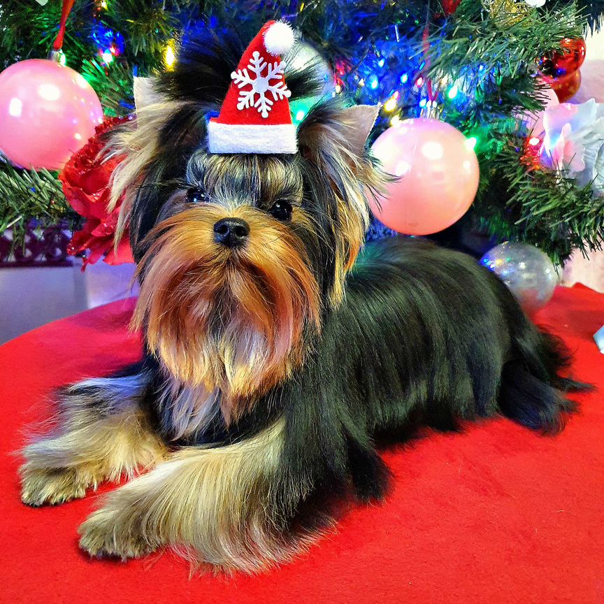 Йоркширский терьер щенок беби фейс