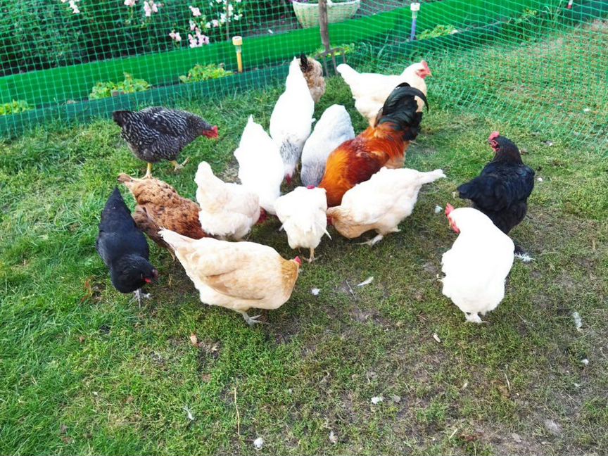 Куры несушки, оптом 8 шт