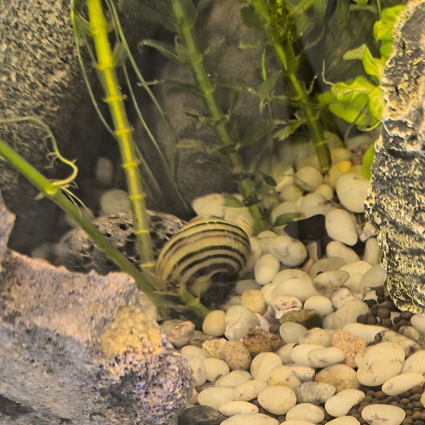 Улитка спикси (Эльф) обмен