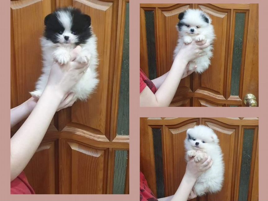 Шпиц