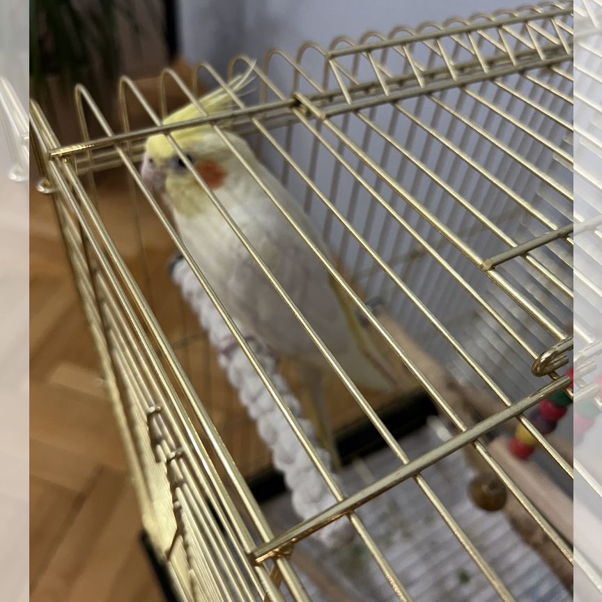 Попугай корелла с клеткой