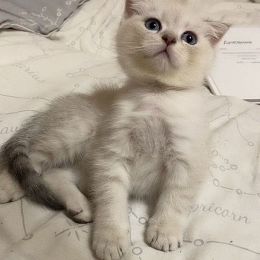 Шотландские вислоухие котята