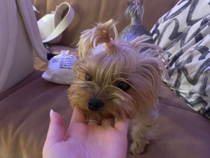 Продам йорка