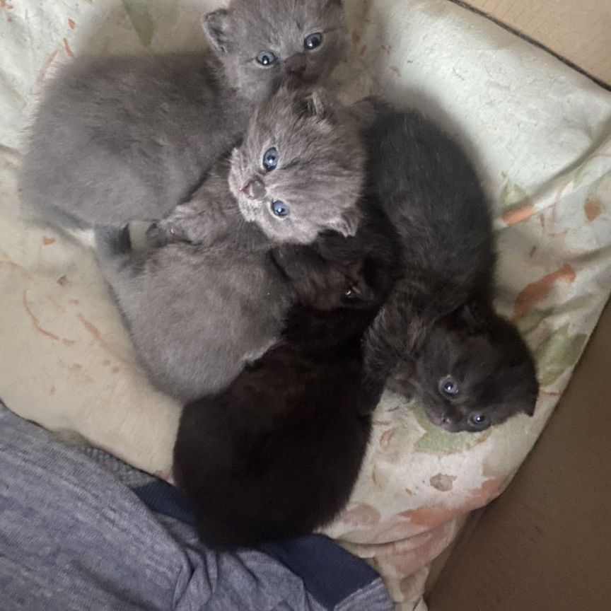 Шотландские котята