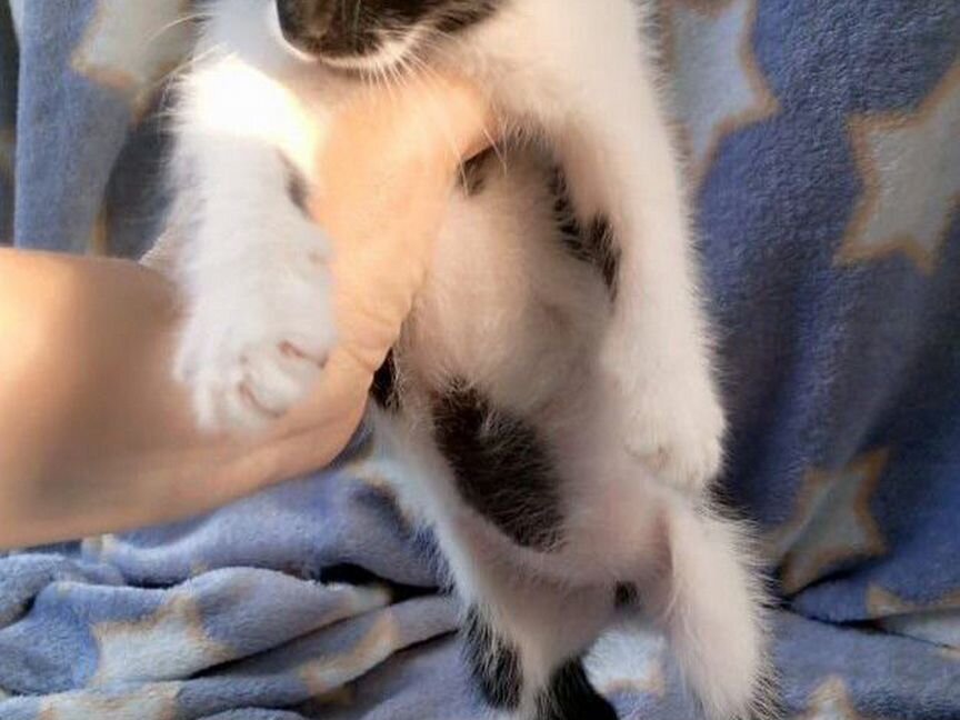 Котёнок в добрые руки