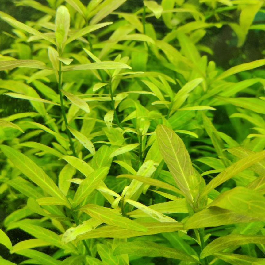 Водоросли Гигрофила многосеменная