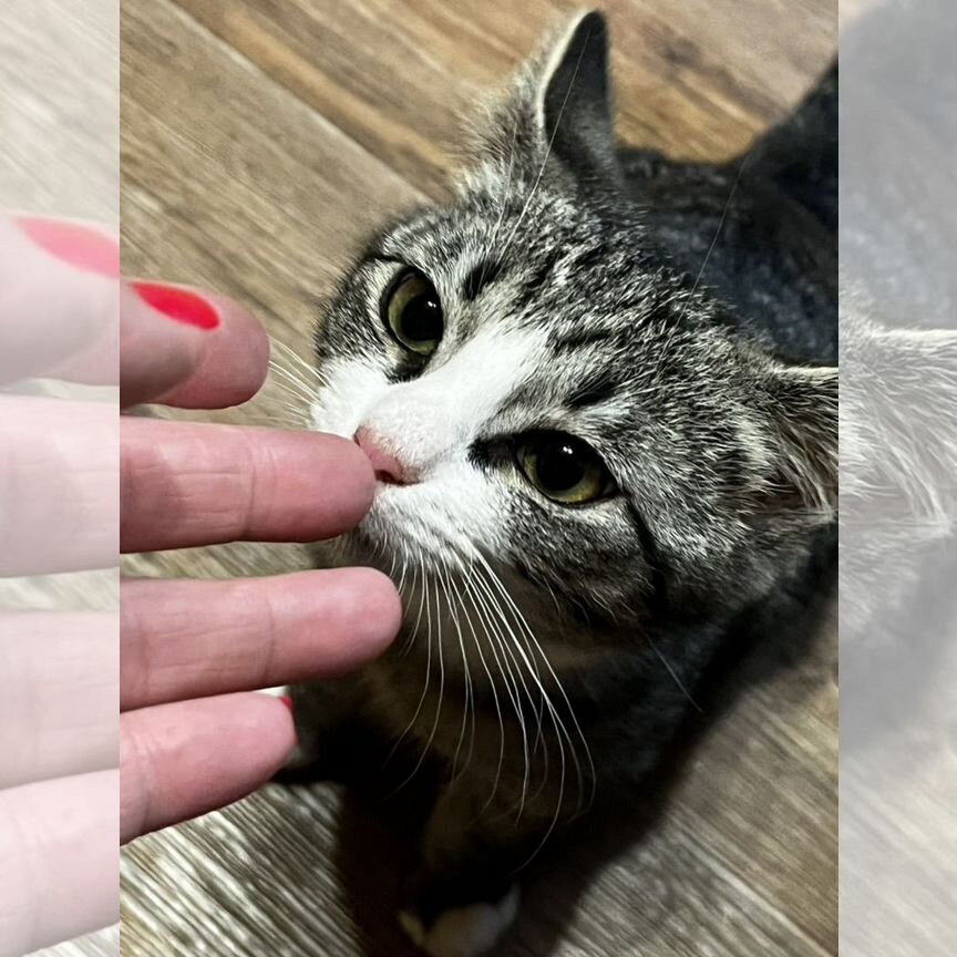 Европейский короткошёрстный котёнок