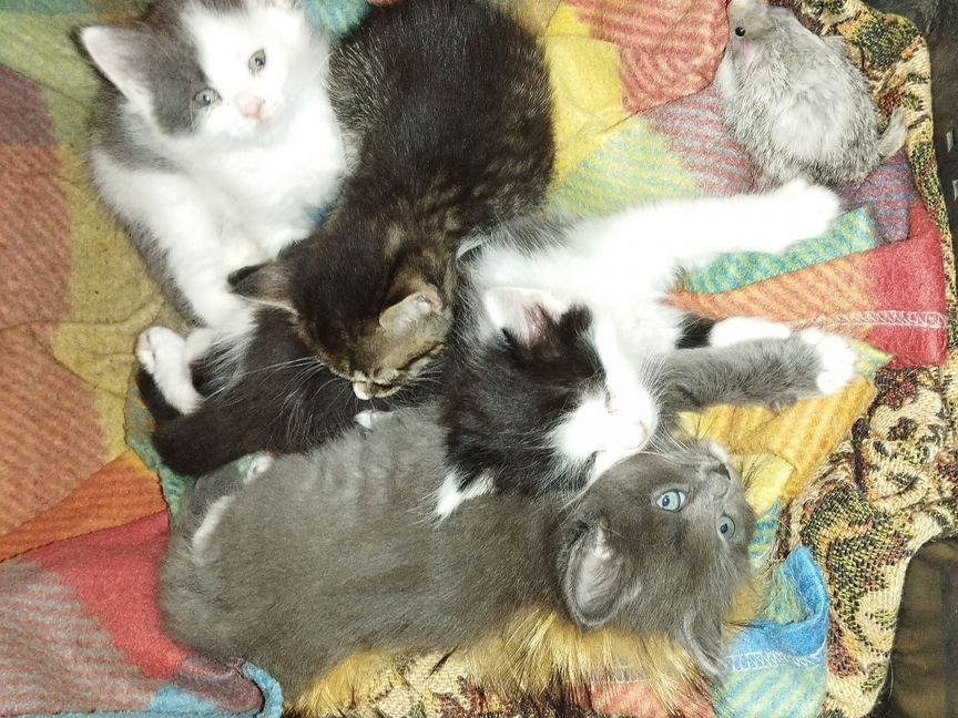 Котята в добрые руки бесплатно