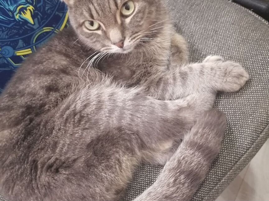 Кот-метис. Мама шатландка, папа не известен