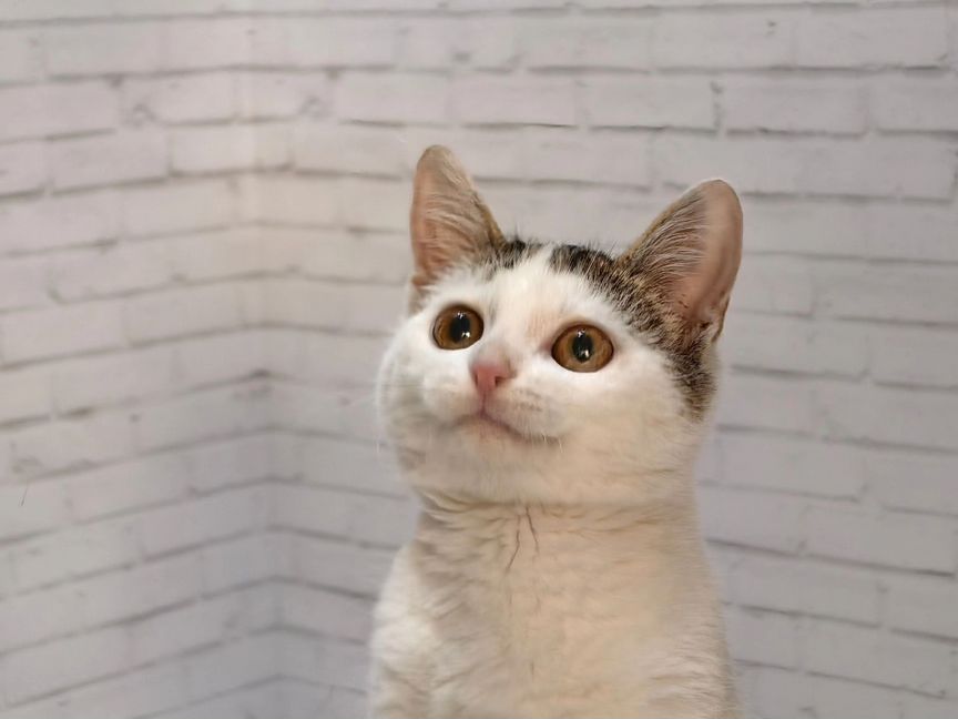 Котёнок девочка 3.5 месяца