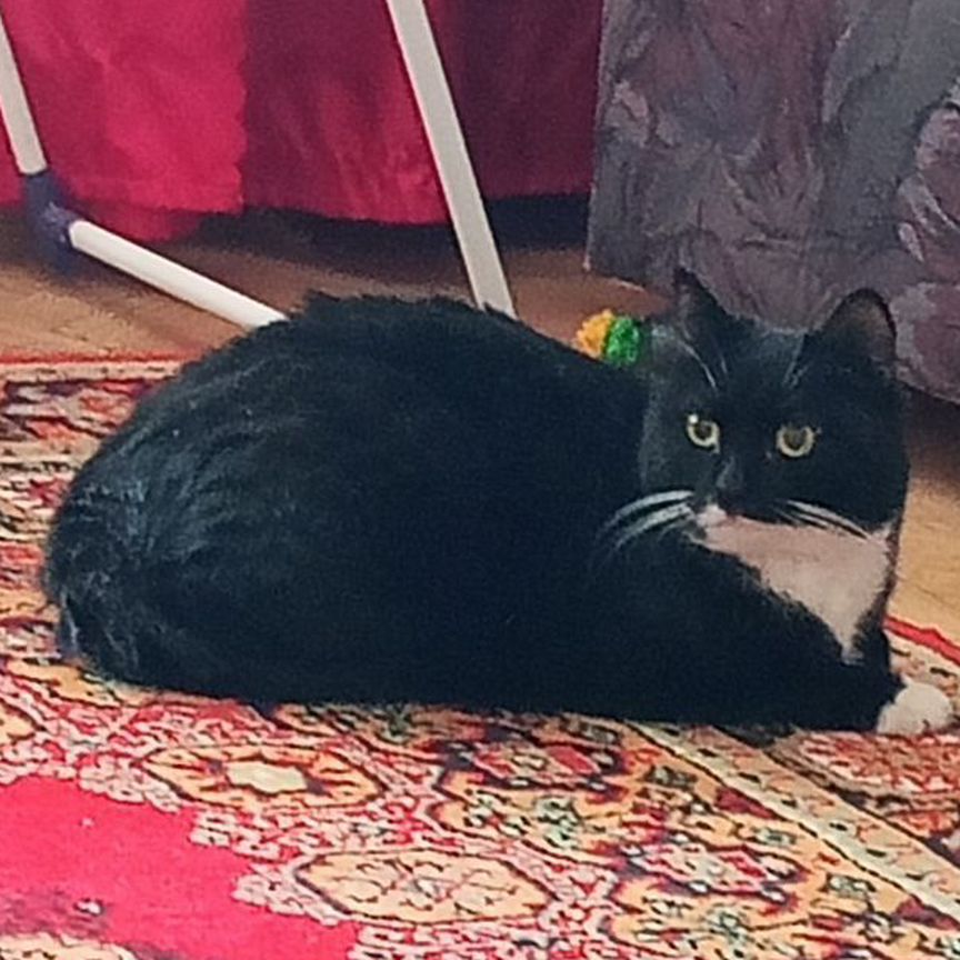 Взрослый кот в добрые руки