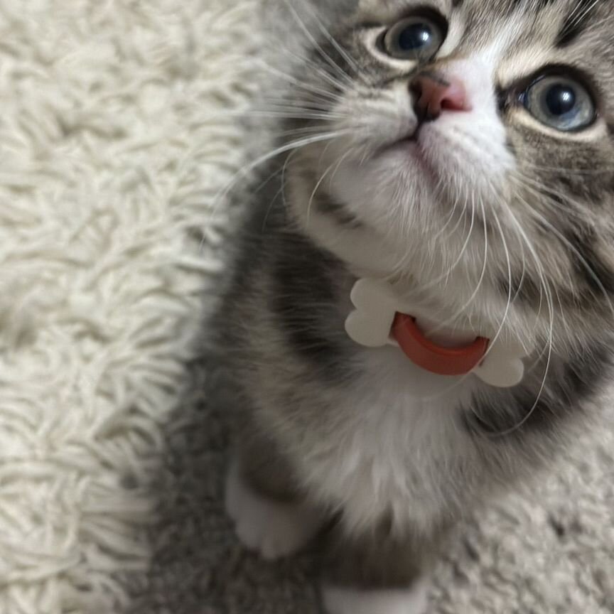 Шотландский британка