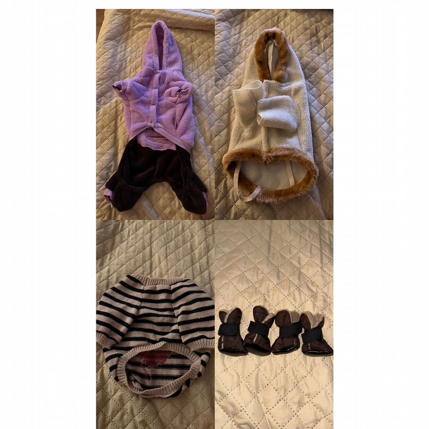 Одежда для собак